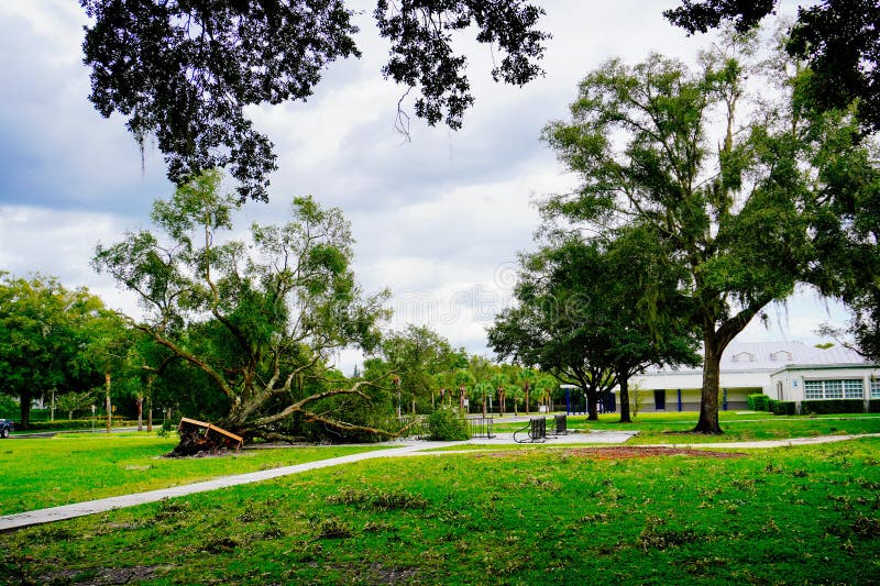 A Big Tree Fall after a Hurricane Stock Image - Image of disaster ...