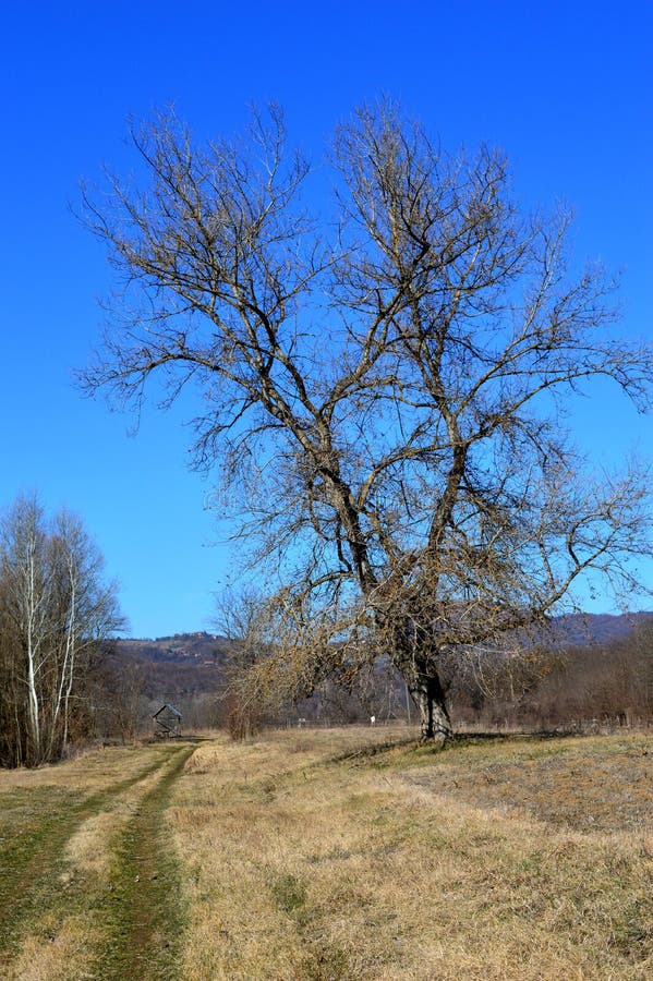 Big Tree in the Fall by the Village Road Stock Photo - Image of land ...