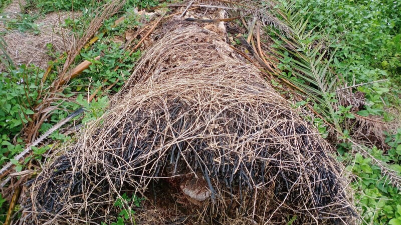 Big tree fallen and rotten stock photo. Image of fallen - 335835718