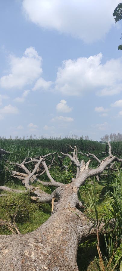 Big Tree Fell stock photo. Image of feel, travel, nature - 221201364