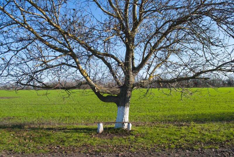 Big Tree in the Field and a Bench Stock Photo - Image of grass ...