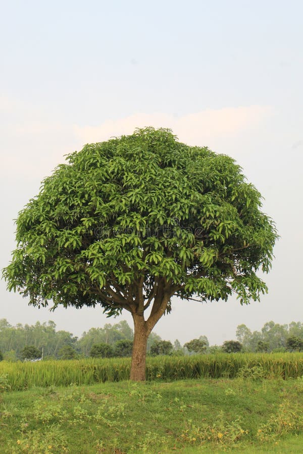 A big tree in filled stock image. Image of food, soil - 215582313