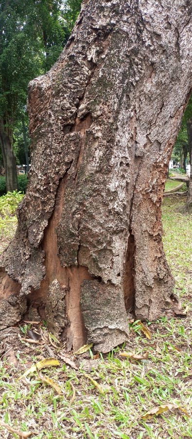 Big Tree with Flaky Bark Park Plant Stock Image - Image of flower ...