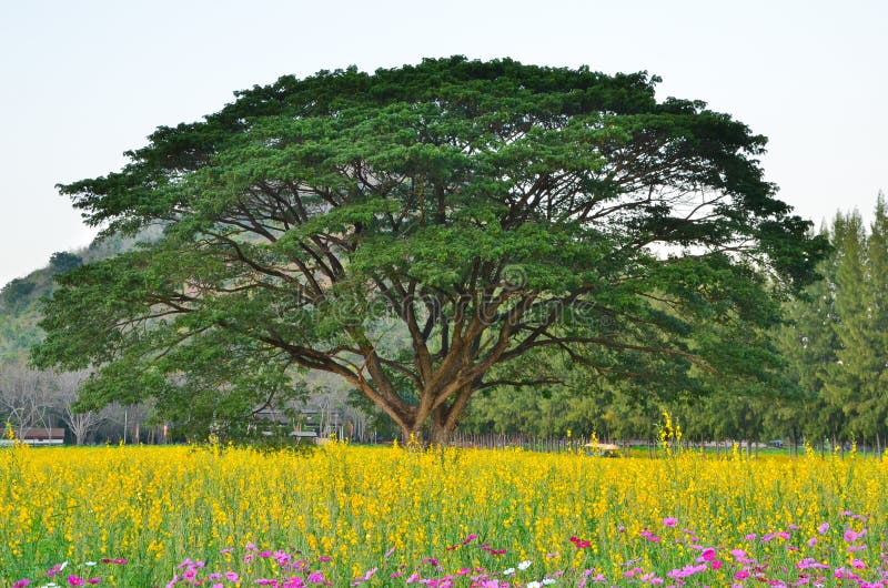 Big tree in flower garden stock image. Image of fresh - 25718045