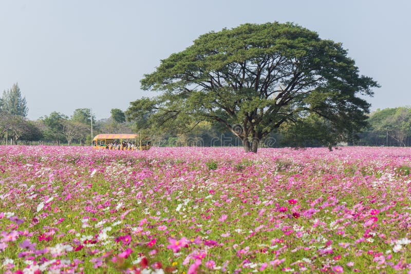 Big Tree in the Flower Garden Stock Photo - Image of green, garden ...