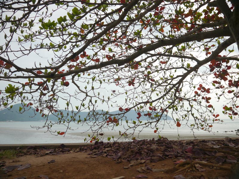 Big tree stock image. Image of spot, view, thailand, breeze - 94372211