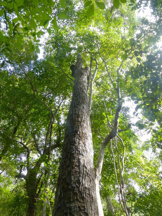 Big tree of the forest stock image. Image of background - 188982399