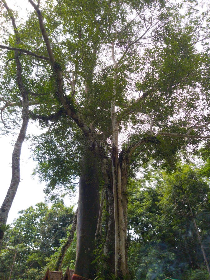 A big tree in the forest stock image. Image of plant - 193073711