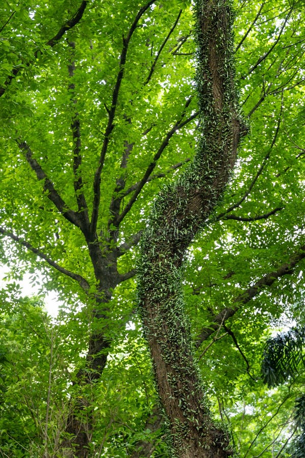 Big tree in the forest stock image. Image of green, beauty - 338313871