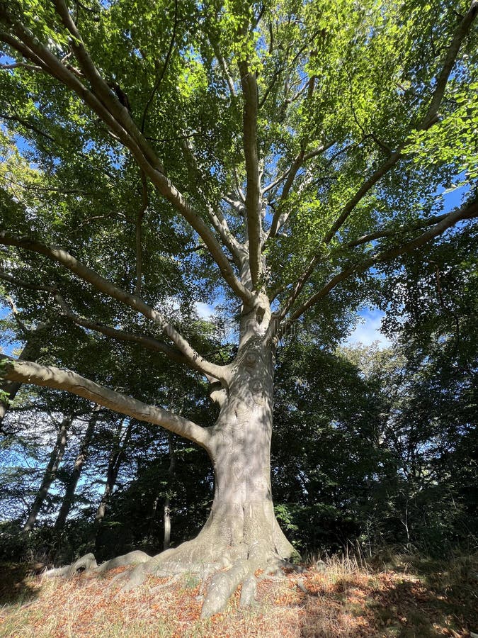 Big Tree in the Forest Around Vilsteren Stock Photo - Image of forest ...