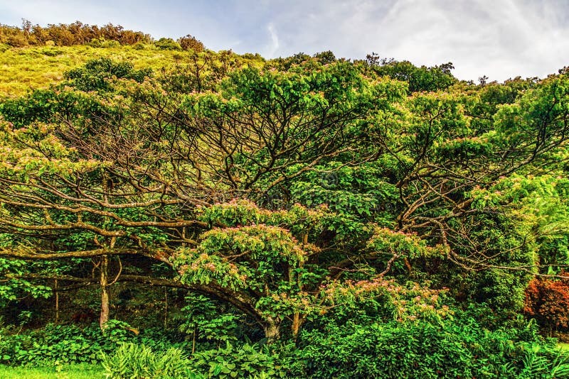 Big tree in the forest stock photo. Image of climate - 30281156