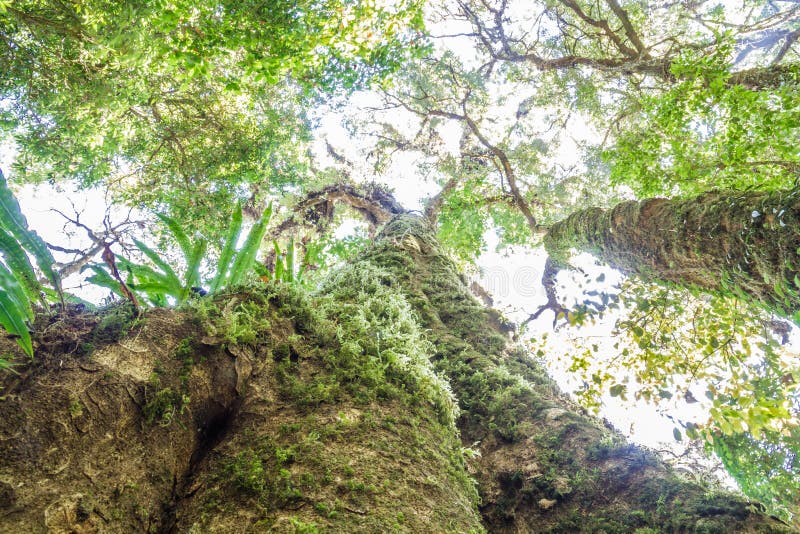 The Big Tree stock photo. Image of light, summer, branch - 52076820