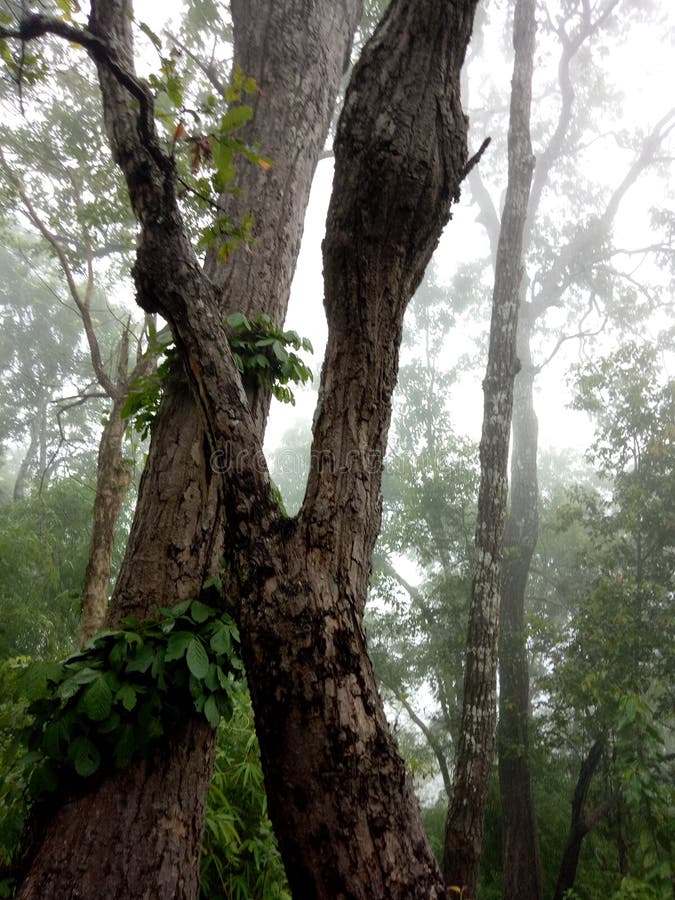 Big tree in the forest stock image. Image of nature - 127939365