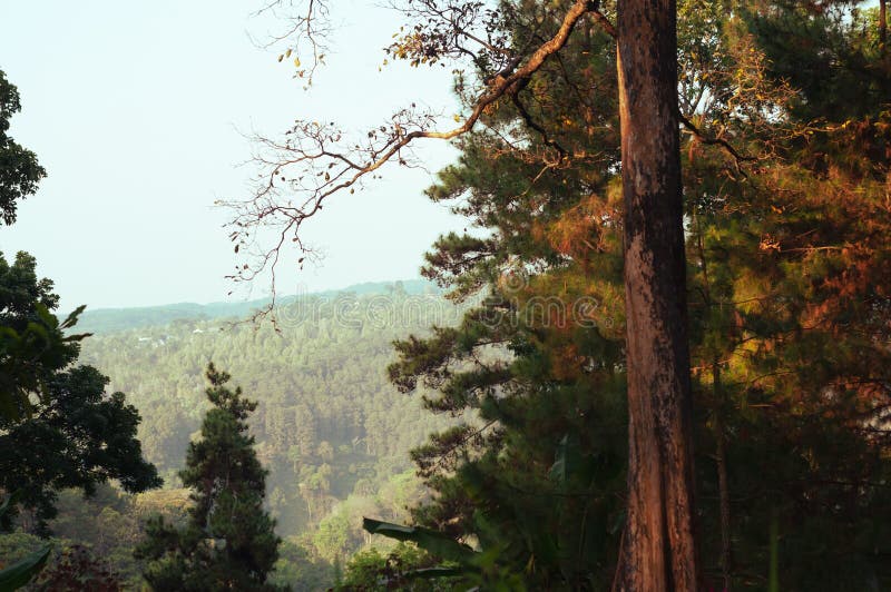 Big Tree in a Forest Garden, Backgrond, Nature Stock Image - Image of ...