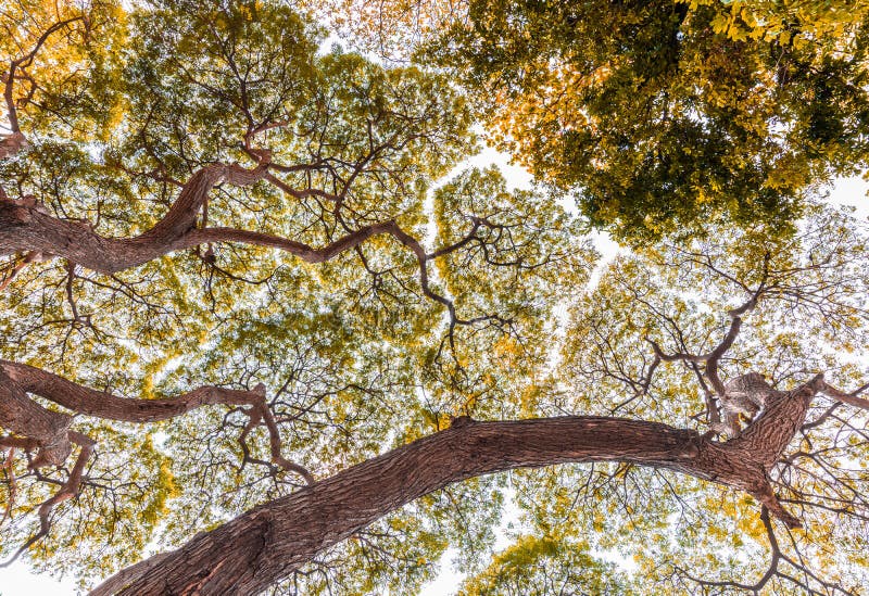 Big tree in the forest stock photo. Image of fresh, fantastic - 111608122