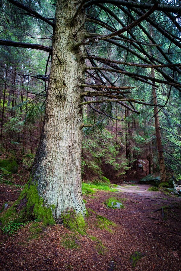 Big tree in forest stock image. Image of forest, stone - 131072681