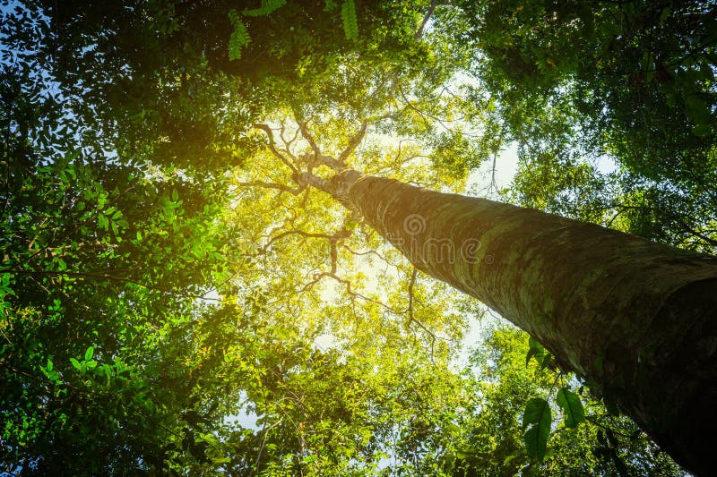 Big Tree in the Forest Natural Park Stock Image - Image of nature ...