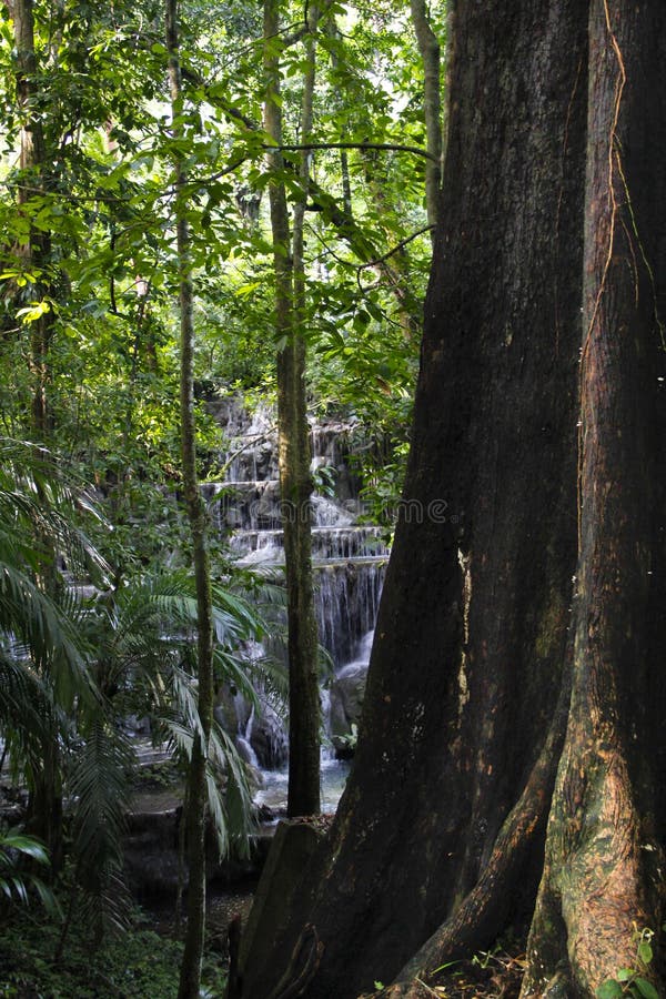 Big Tree in a forest stock photo. Image of tranquil - 173196704