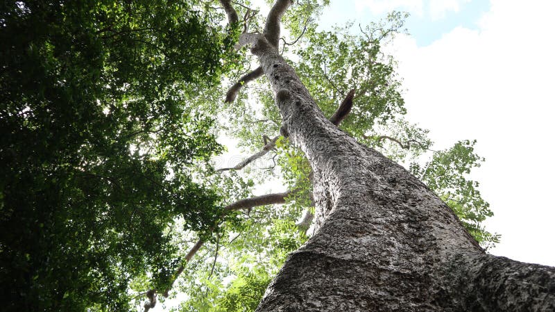 Big Tree in a Forest. Original Footage Stock Photo - Image of tree ...