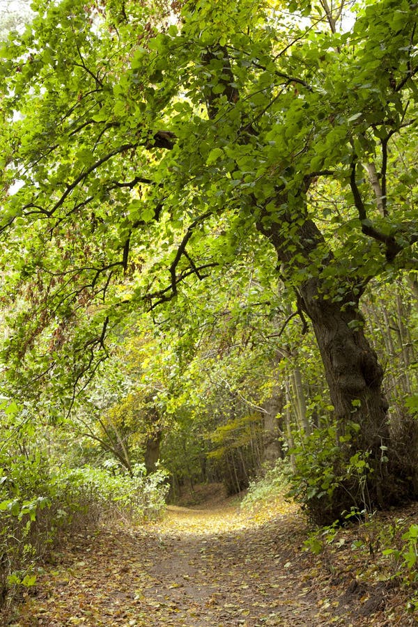 Big tree in forest stock image. Image of forest, view - 79312519