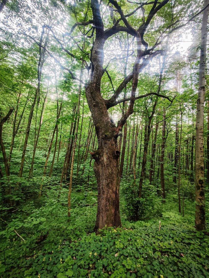 Big Tree in Forest with Sun Beams in Top Branches Standing in Huge ...