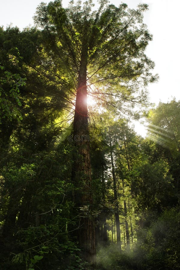Big Tree in a Forest with Sun Rays Stock Image - Image of grand, beauty ...