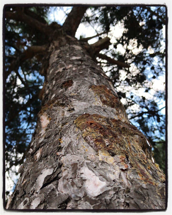 Big tree stock image. Image of trees, tree, tall, forest - 121772867