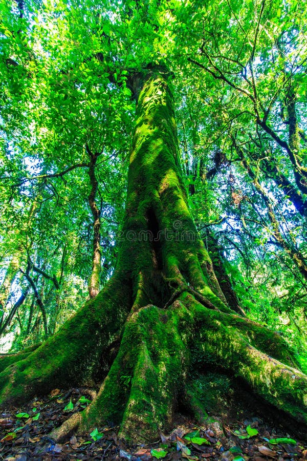 Big tree in the forest stock image. Image of fresh, flora - 37439075