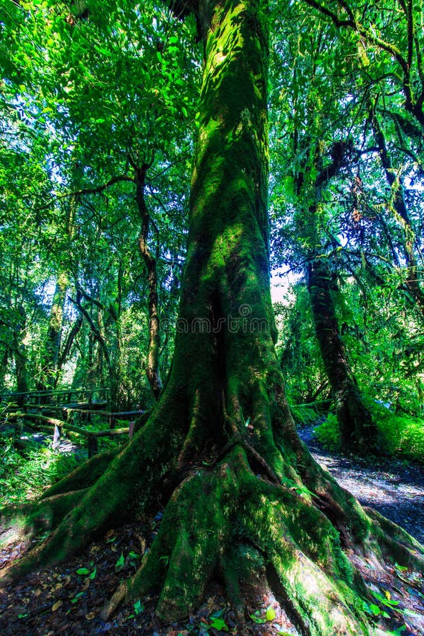 Big tree in the forest stock photo. Image of architecture - 37438506