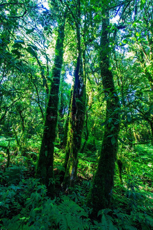Big tree in the forest stock photo. Image of leaf, inthanon - 37438836