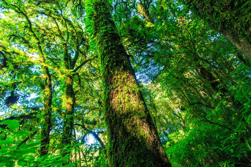 Big tree in the forest stock image. Image of foliage - 37439421