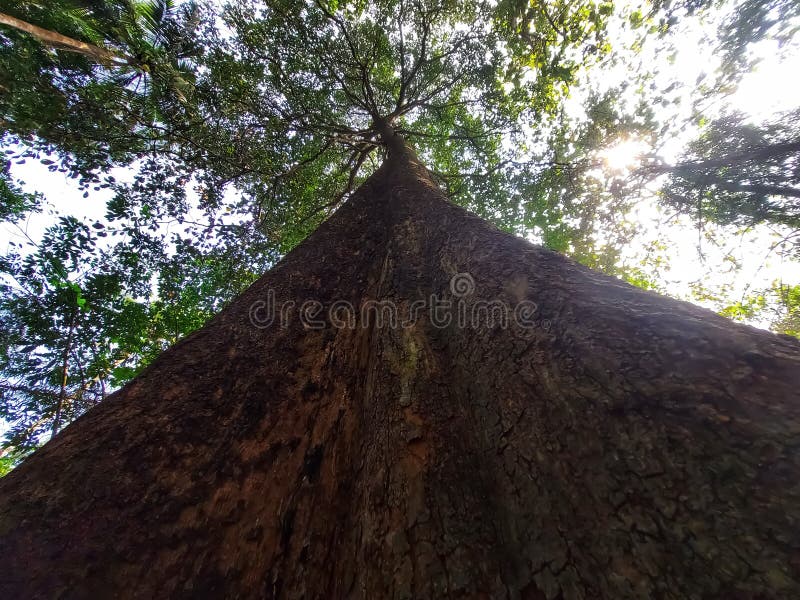 A Big Tree in the Forest , Wide Angle Photo Stock Image - Image of asia ...