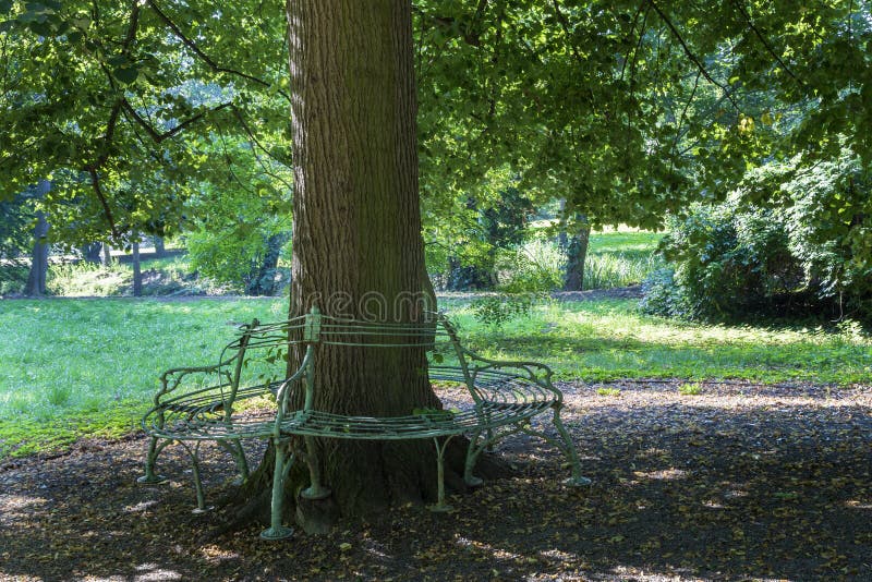 The Big Tree Forms a Shadow. There are Metal Benches Around the Tree ...