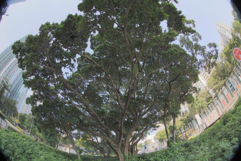 Big Tree with Fresh Green Leaves at City Stock Image - Image of tree ...