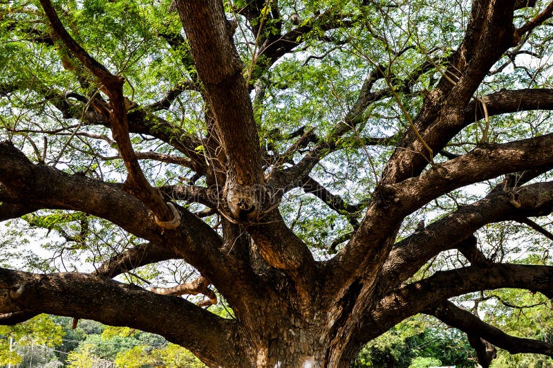 Big Tree with Fresh Green Leaves Grass Field. Stock Image - Image of ...