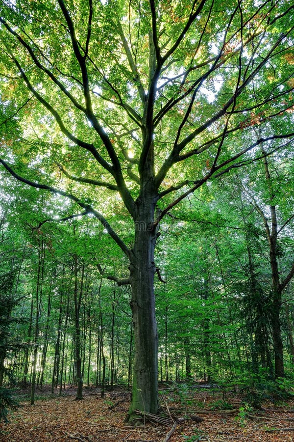 Young beech in autumn stock photo. Image of branch, landscape - 79909550