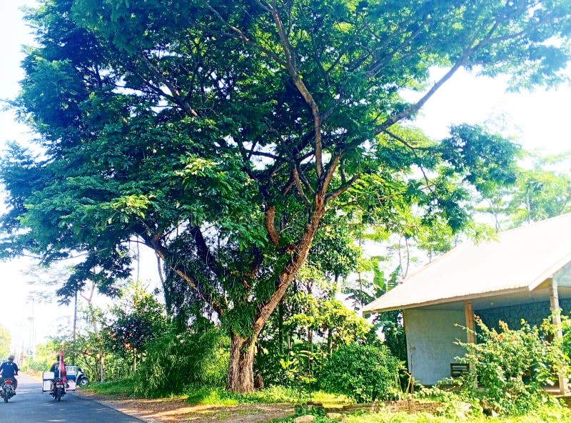 Big Tree in Front of the House?? Stock Photo - Image of peaceful, nice ...