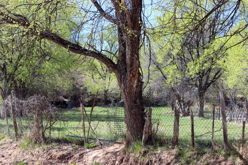 Big Tree in Front stock image. Image of trees, fence - 89678127