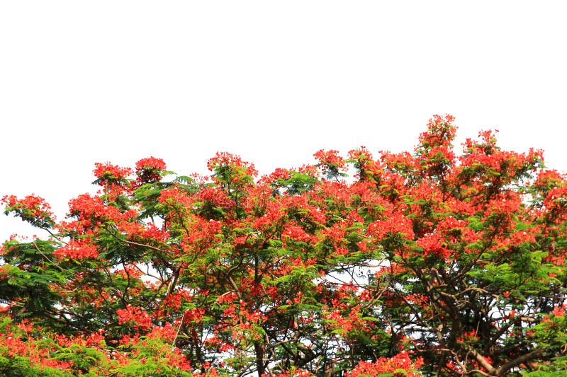 2,279 Big Tree Red Flowers Park Stock Photos - Free & Royalty-Free ...