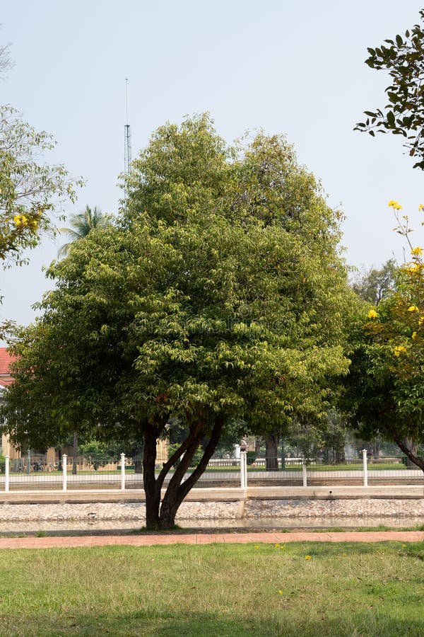 Green big tree in garden stock image. Image of leaf - 221706341