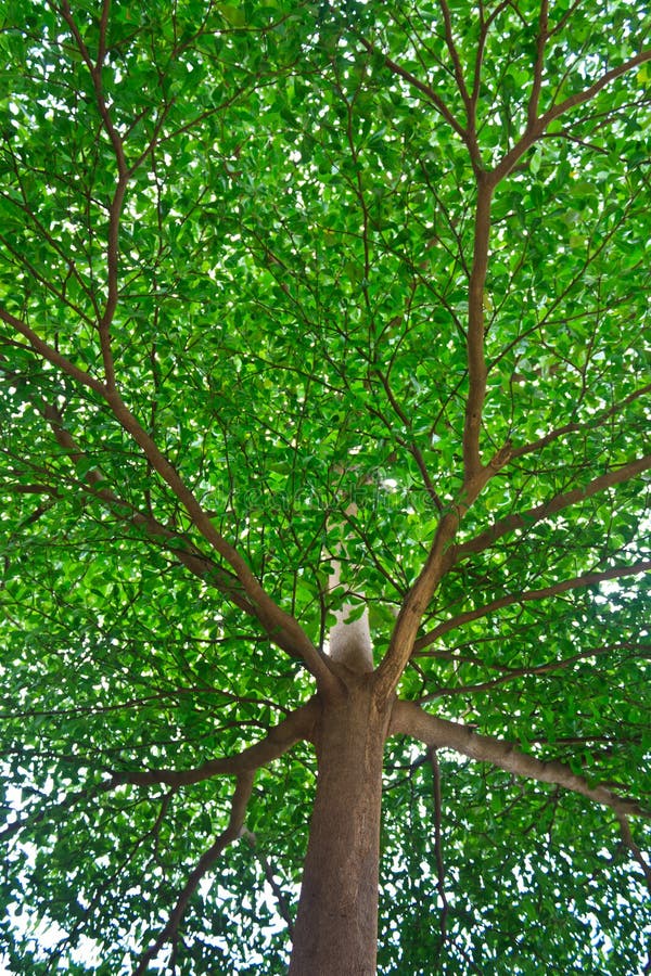 The big tree in a garden stock image. Image of rest, peace - 25540745