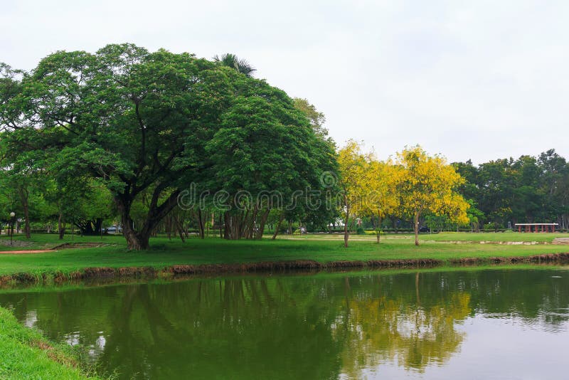 Big Tree stock photo. Image of lawn, landscape, tall - 53293896
