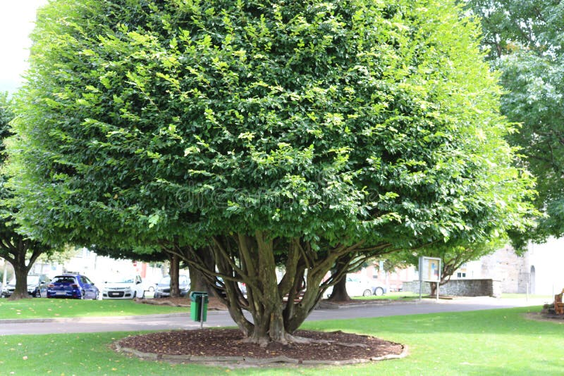 Big tree in a garden stock photo. Image of park, natural - 100343962