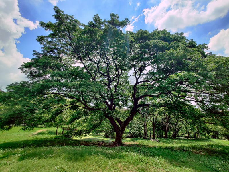 Big tree in the garden. stock photo. Image of forest - 184940114