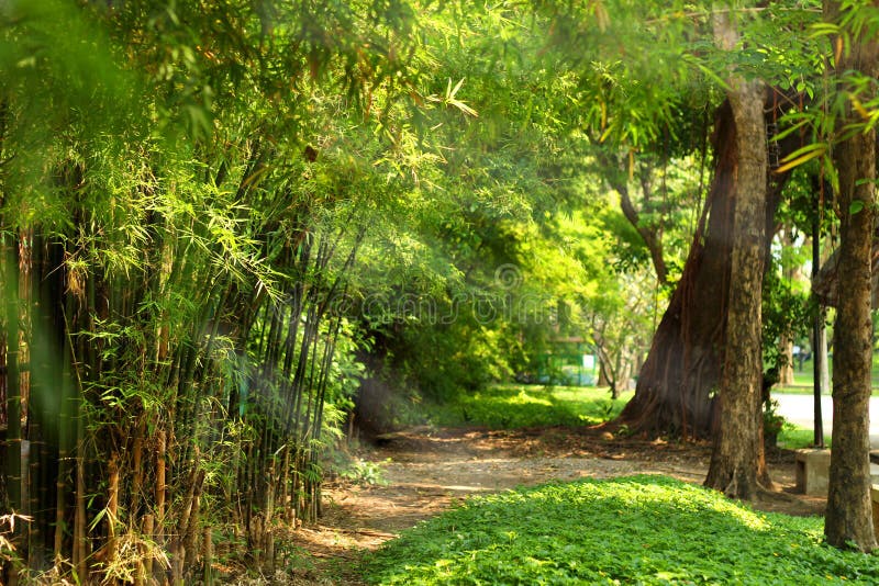 Big tree in the garden stock photo. Image of outdoor - 113739998