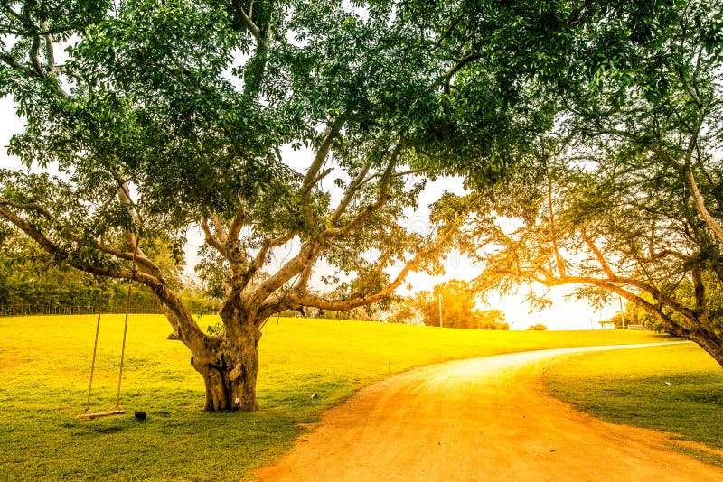 Big tree in garden stock image. Image of green, nature - 113695779