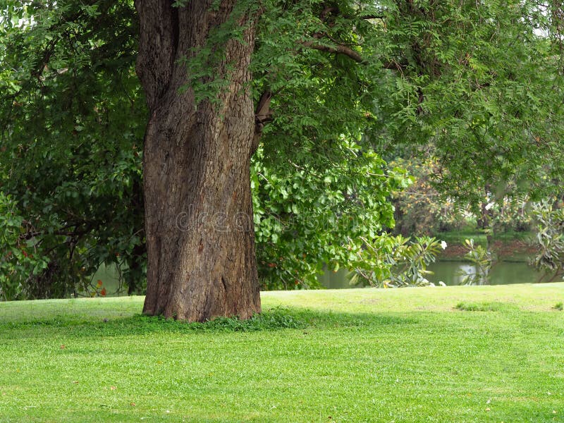 The big tree in garden. stock photo. Image of plant, view - 78686440