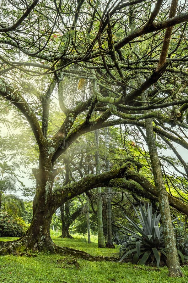 Big tree in a garden stock image. Image of ecology, environment - 130814097