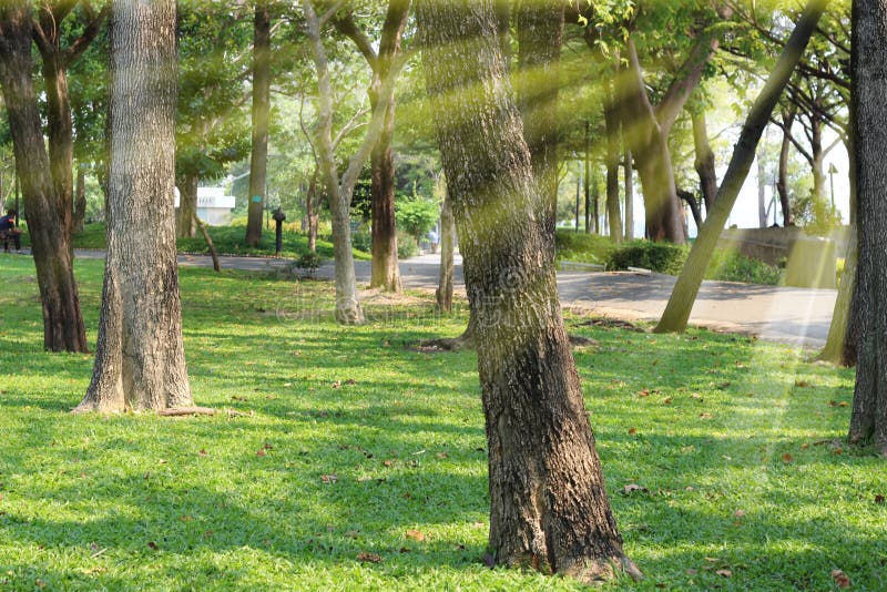 Big tree in the garden stock photo. Image of bright - 113740048