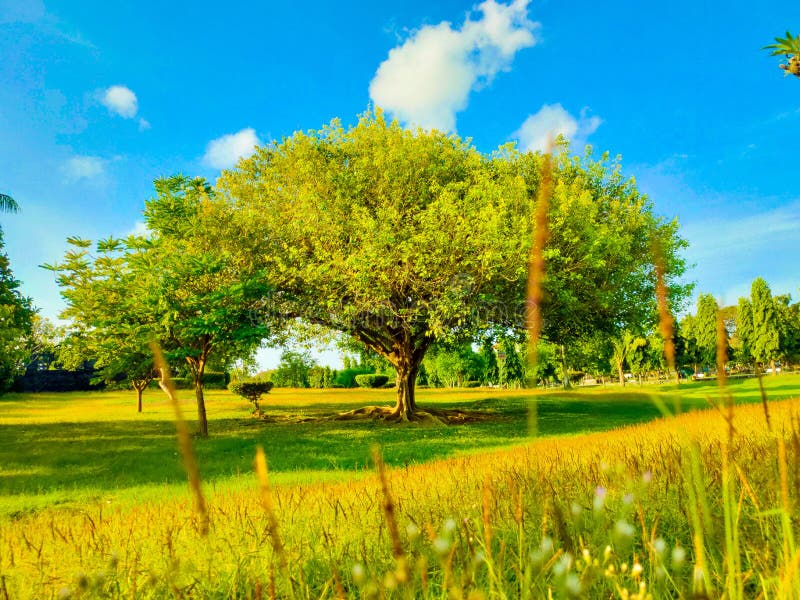 The Big Tree on the Garden at Renon Bali Stock Image - Image of field ...